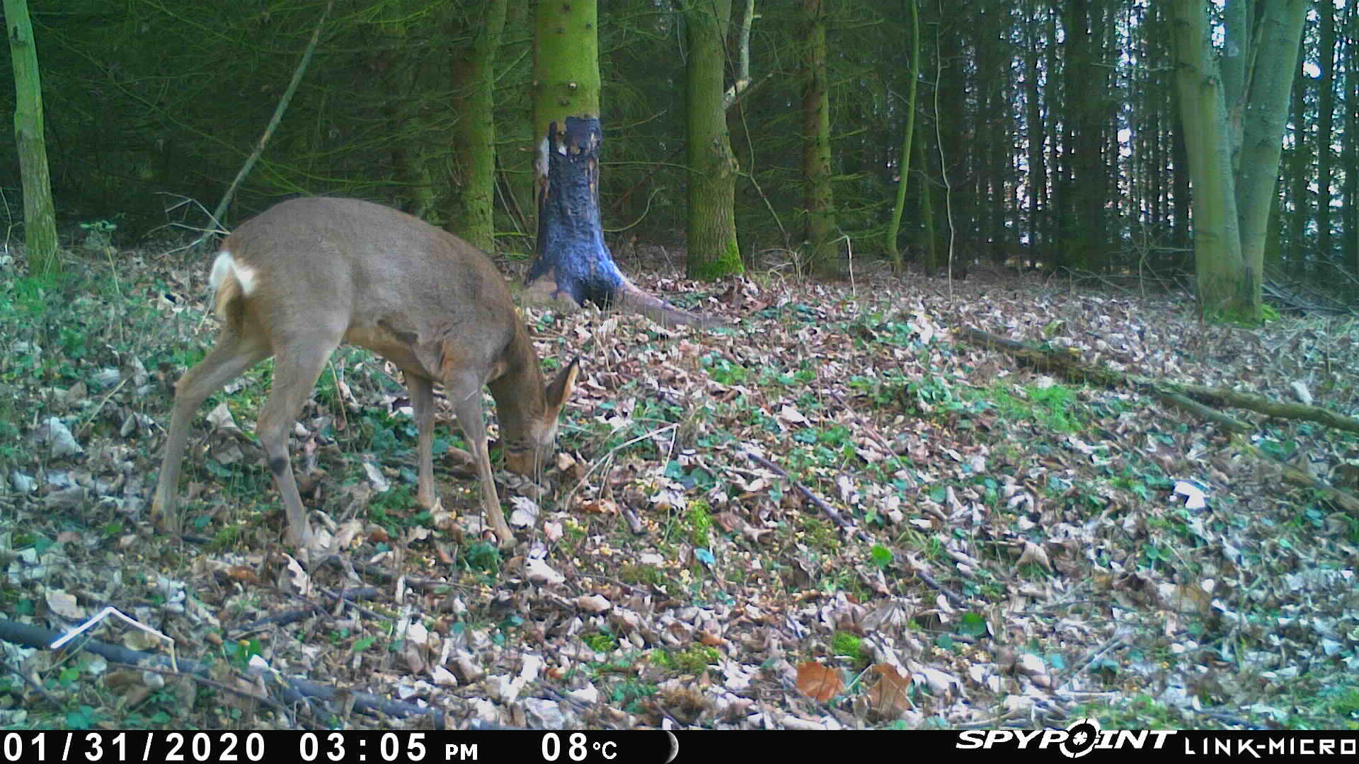Full HD Fotos Auf Anfrage Spypoint info
